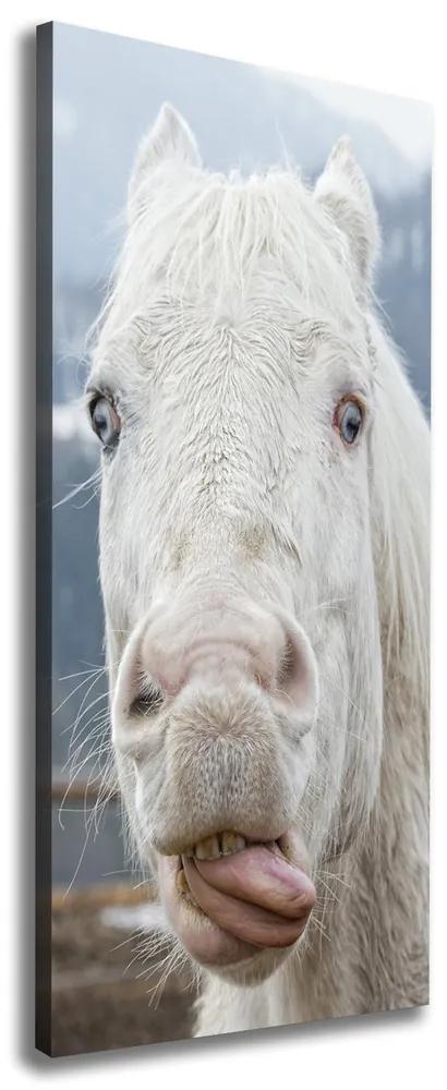 Wallmuralia Foto obraz na plátně Šílený bílý kůň 50x125 cm
