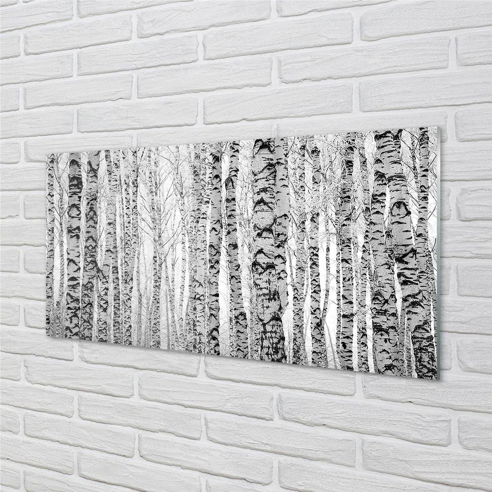 Obraz na skle Černá a bílá bříza 100x50 cm