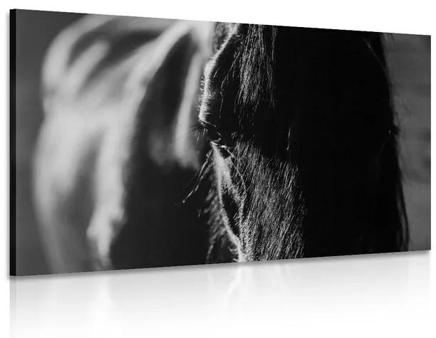 Obraz majestátní kůň v černobílém provedení Varianta: 120x80