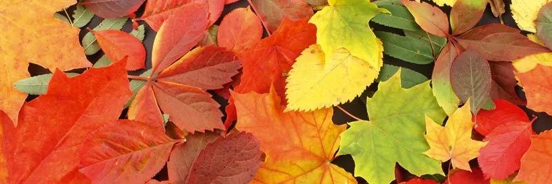 Fototapeta na linku Colorful Leaves 180 x 60 cm KI180-027