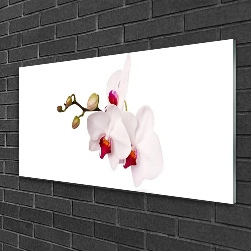 Obraz na skle Květiny Příroda Orchidej 120x60 cm
