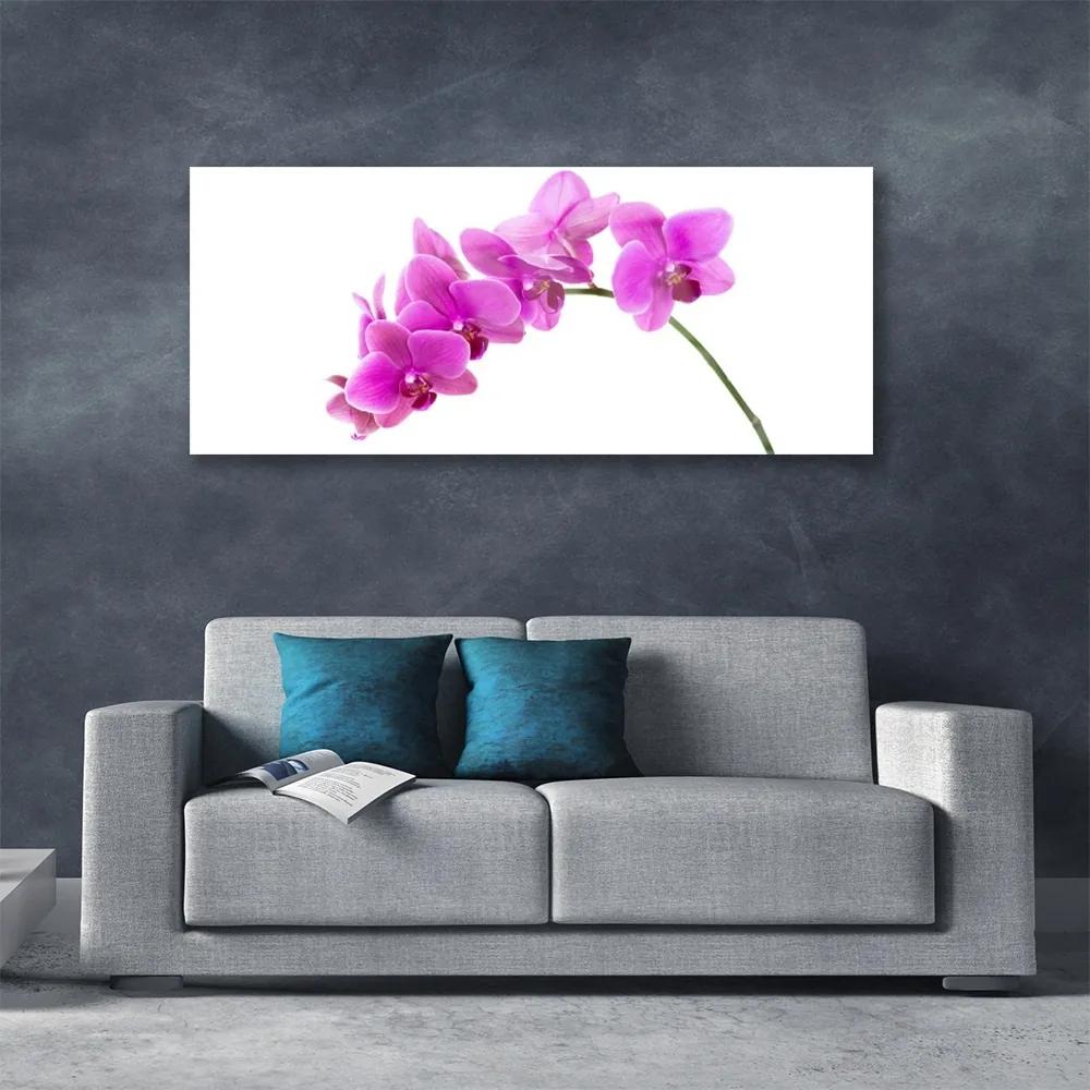 Plexisklo-obraz Vstavač Květ Orchidej 125x50 cm