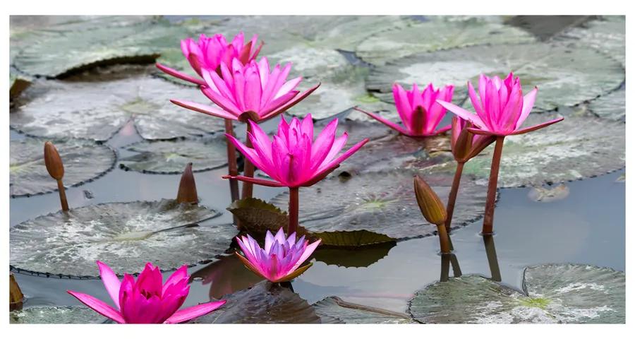 Wallmuralia Foto obraz akrylový Květ lotosu 140x70 cm