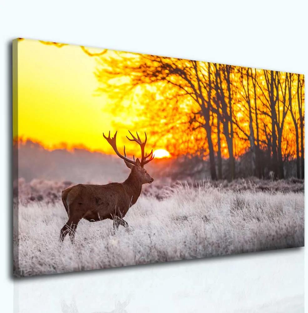 Obraz Jelen v ranním slunci Velikost: 50x30 cm