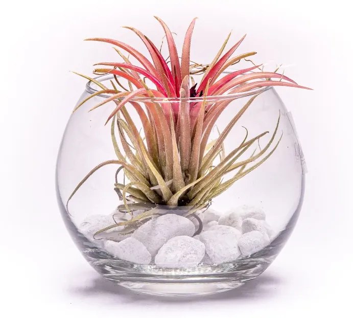 Skleněná váza boule s Tillandsií Ionantha red