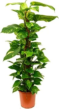 Gardners.cz Epipremnum aureum s kokosovou vzpěrou 60 cm, průměr 15 cm