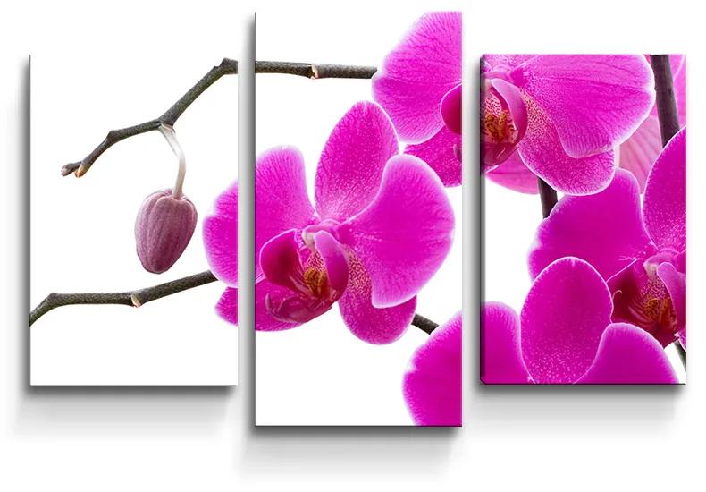 Obraz - 3-dílný SABLIO - Fialové orchideje 75x50 cm
