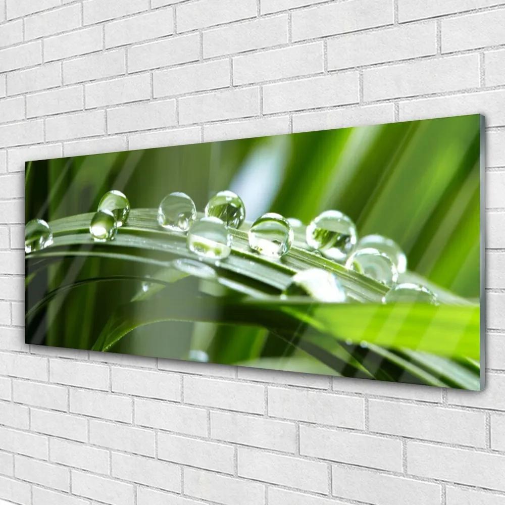 akrylový obraz Tráva Rosa Kapky Rostlina 125x50 cm