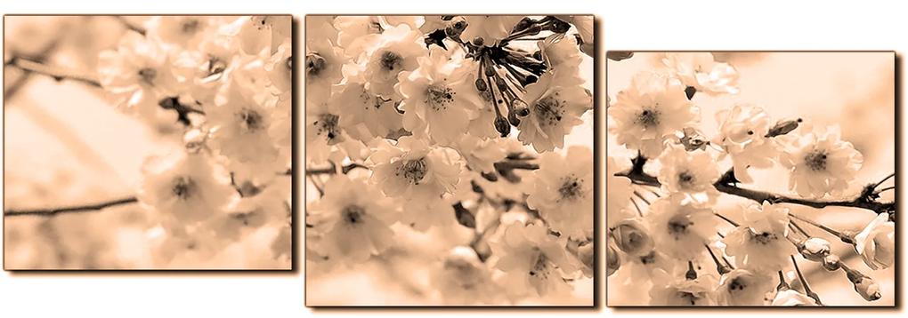Obraz na plátně - Třešňový květ - panoráma 5279FE (150x50 cm)