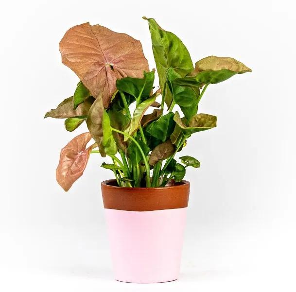 Pokojová rostlina Syngonium podophyllum Pink (Neon), průměr 6-7 cm