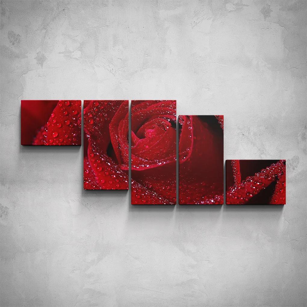 5-dílný obraz - Detail růže - PopyDesign