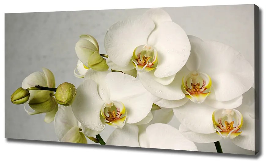 Wallmuralia Foto obraz na plátně Bílá orchidej 120x60 cm