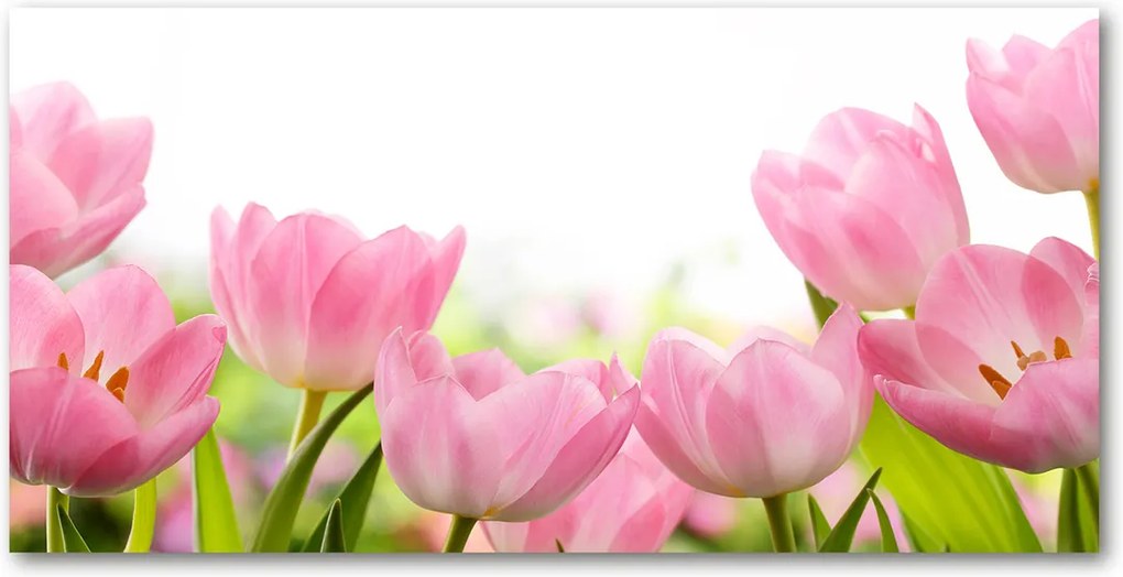 Foto obraz skleněný horizontální Růžové tulipány