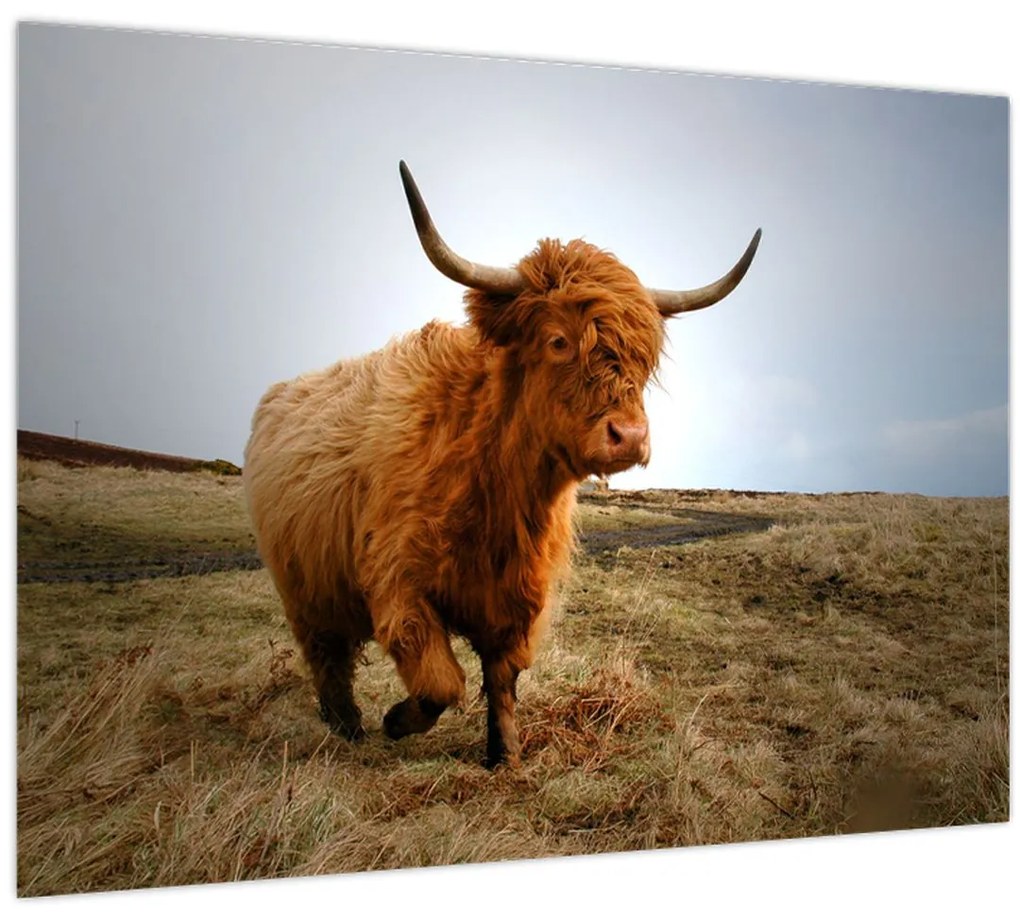 Obraz skotské krávy (70x50 cm)