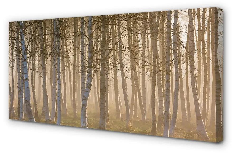 Obrazy na plátně Sunrise strom les 100x50 cm