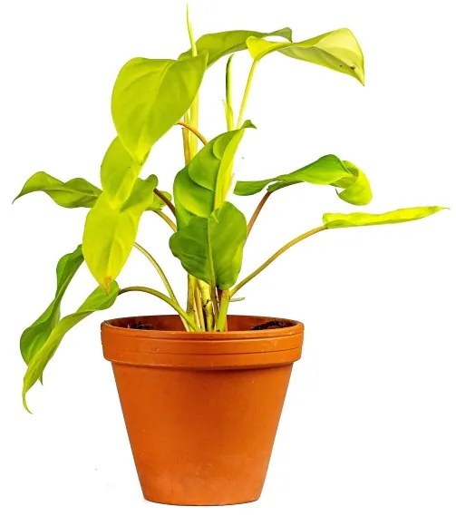 Philodendron Malay Gold průměr 12 cm Filodendron