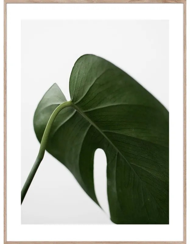 Hector Obraz Leaf 50x70 cm