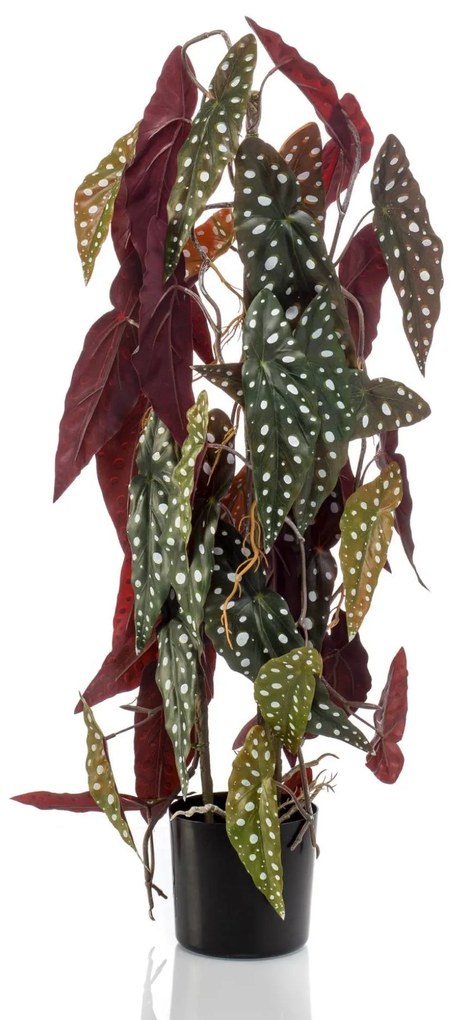 Begonia Maculata umělá V 75 cm