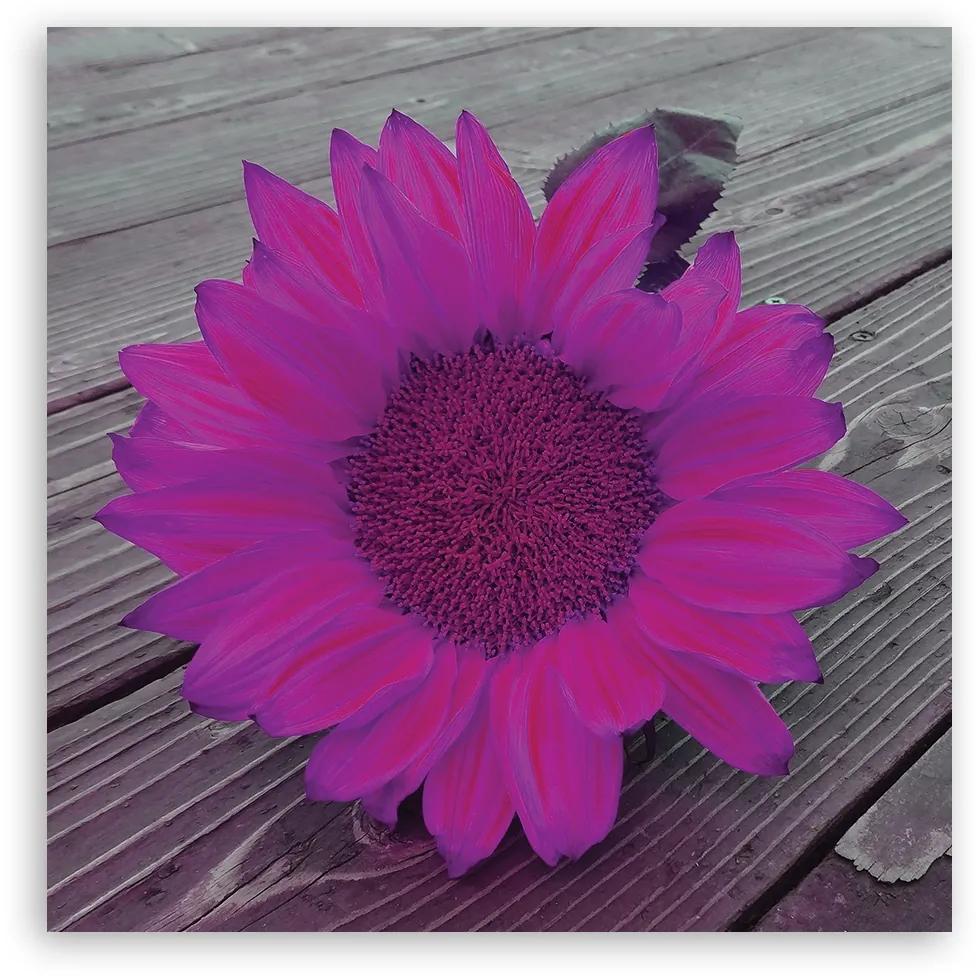 Obraz na plátně, Růžová slunečnice - 40x40 cm
