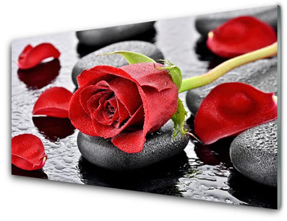 Plexisklo-obraz Růže Květ Kameny Zen 140x70 cm