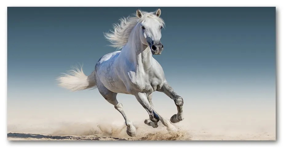 Wallmuralia Foto-obraz na skle horizontální Bílý kůň ve cvalu 100x50 cm