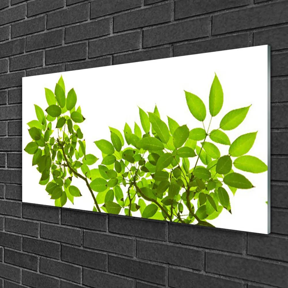Obraz na skle Větev Listy Rostlina Příroda 100x50 cm