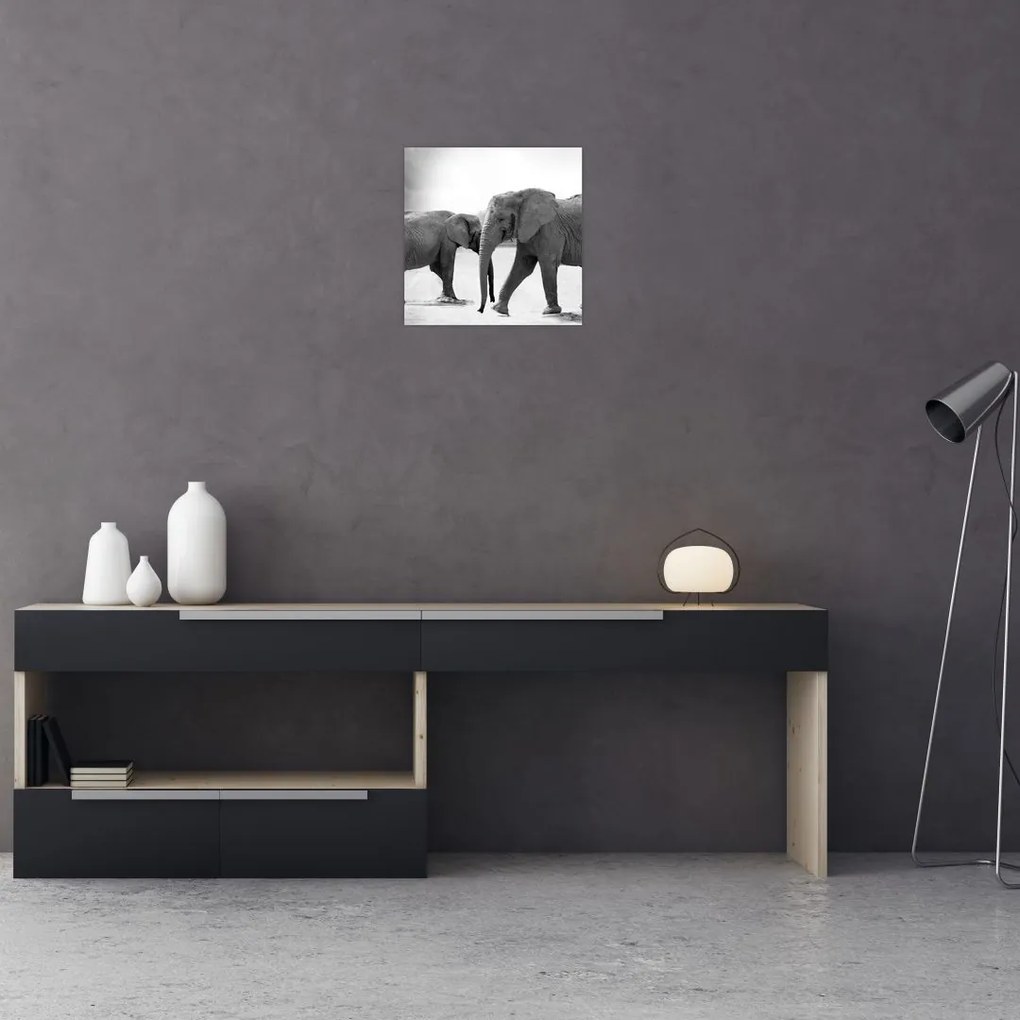 Obraz - černobílí sloni (30x30 cm)