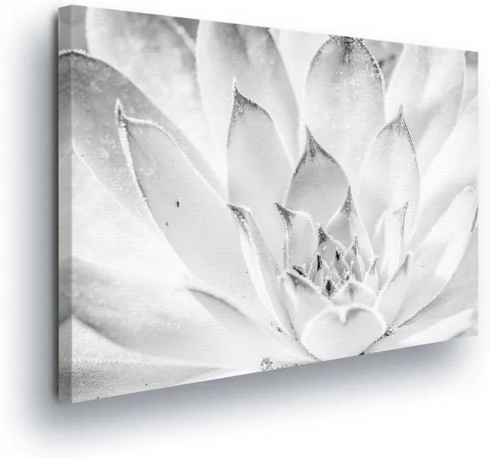 GLIX Obraz na plátně - Květ v Rozpuku 100x75 cm