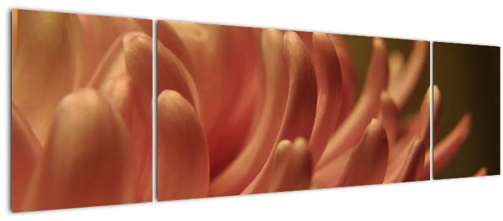 Obraz detailu květiny (170x50 cm)