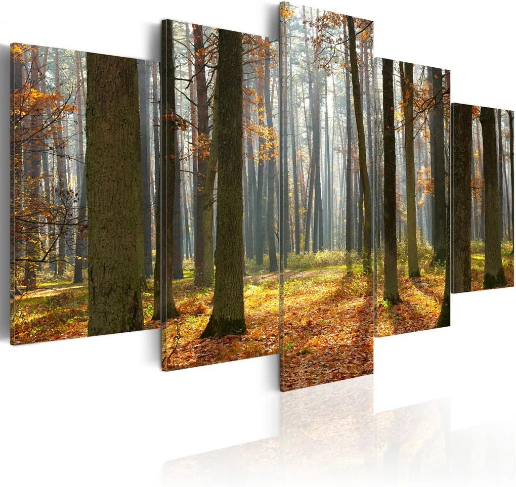 Obraz - Lesní krajina - 100x50