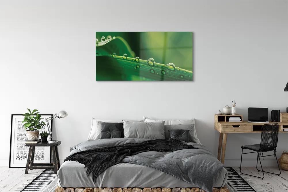 akrylový obraz Kapky tráva makro 125x50 cm