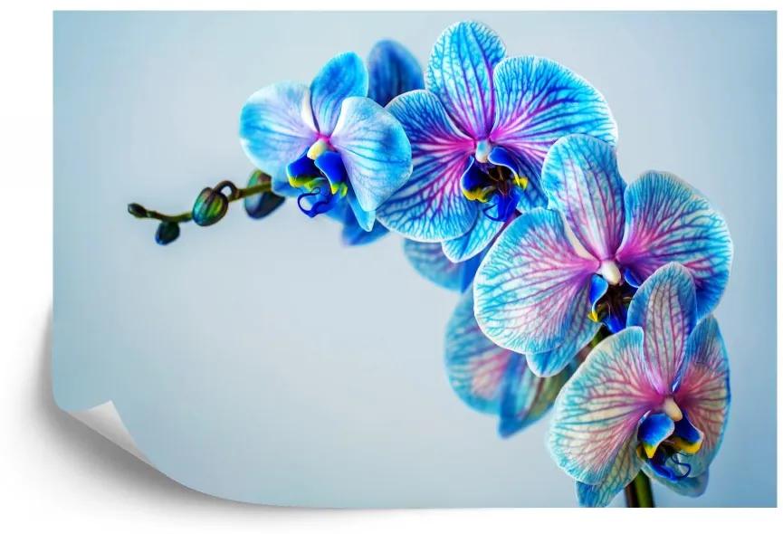 Fototapeta Barevná Orchideje Vliesová tapeta 254x184