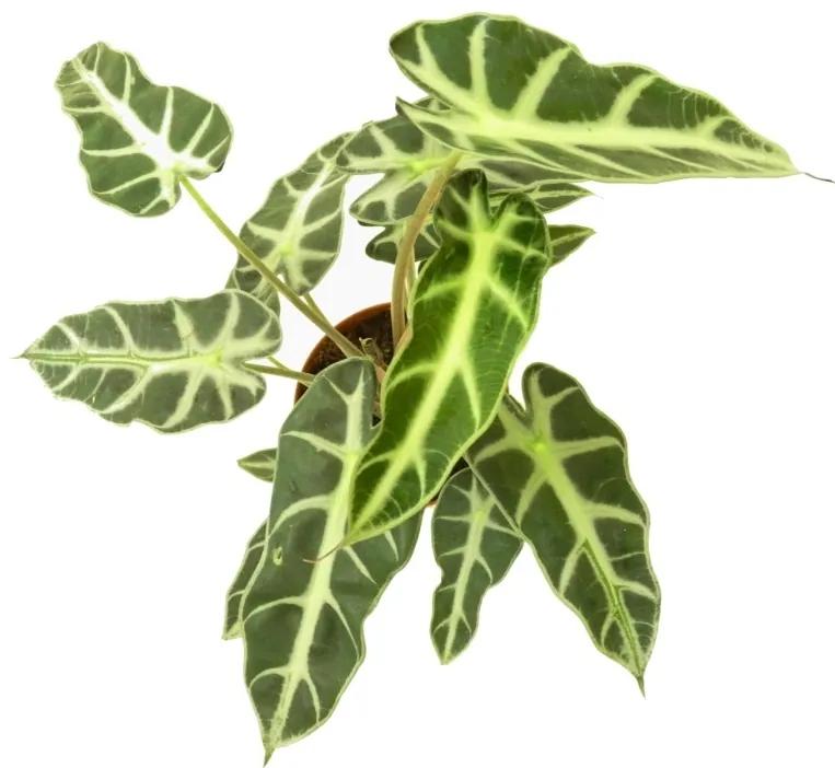 Pokojová rostlina Alocasia amazonica Polly, průměr 6 cm
