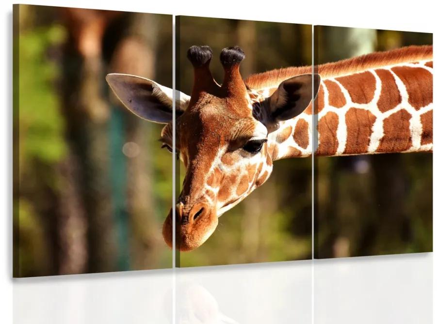 Třídílný obraz žirafa Velikost (šířka x výška): 150x100 cm