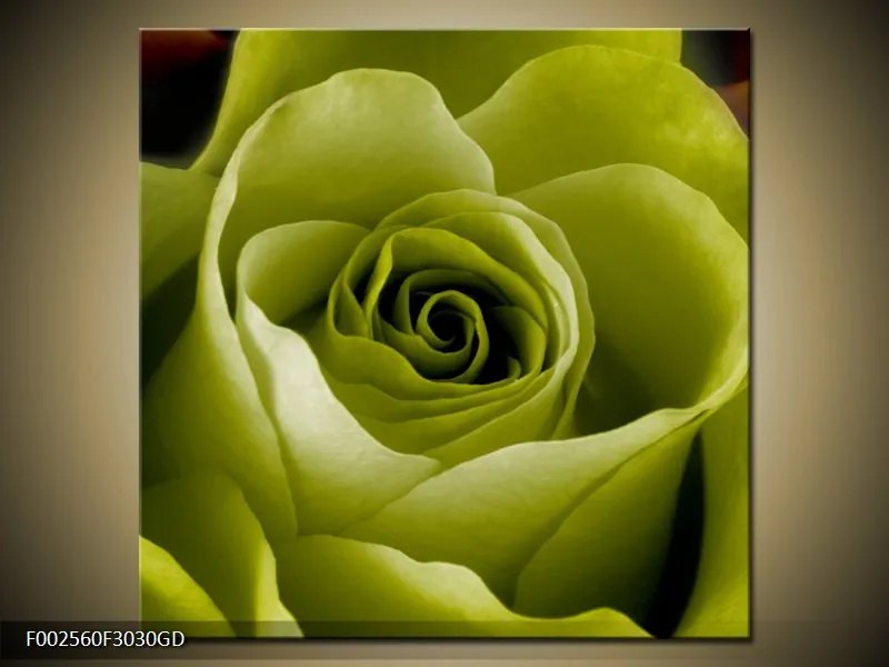 Obraz květu žluté růže (), 40 dalších rozměrů