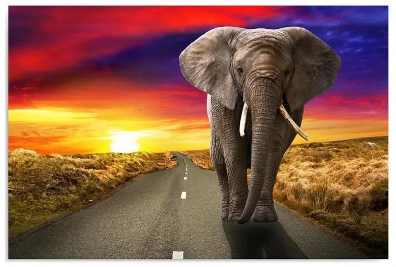 Obraz CARO - Elephant On The Road 120x80 cm