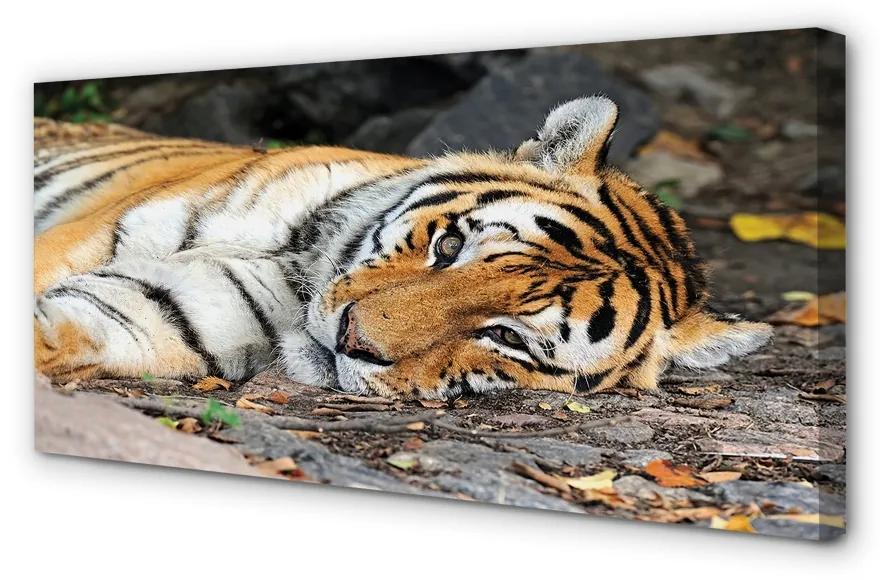 Obrazy na plátně ležící tygr 120x60 cm