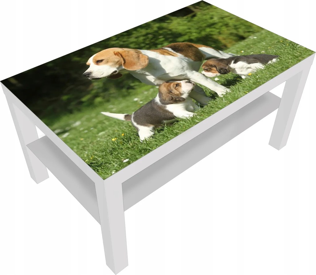 ikea 90x55 sklo konferenční stolek lavička pes beagle