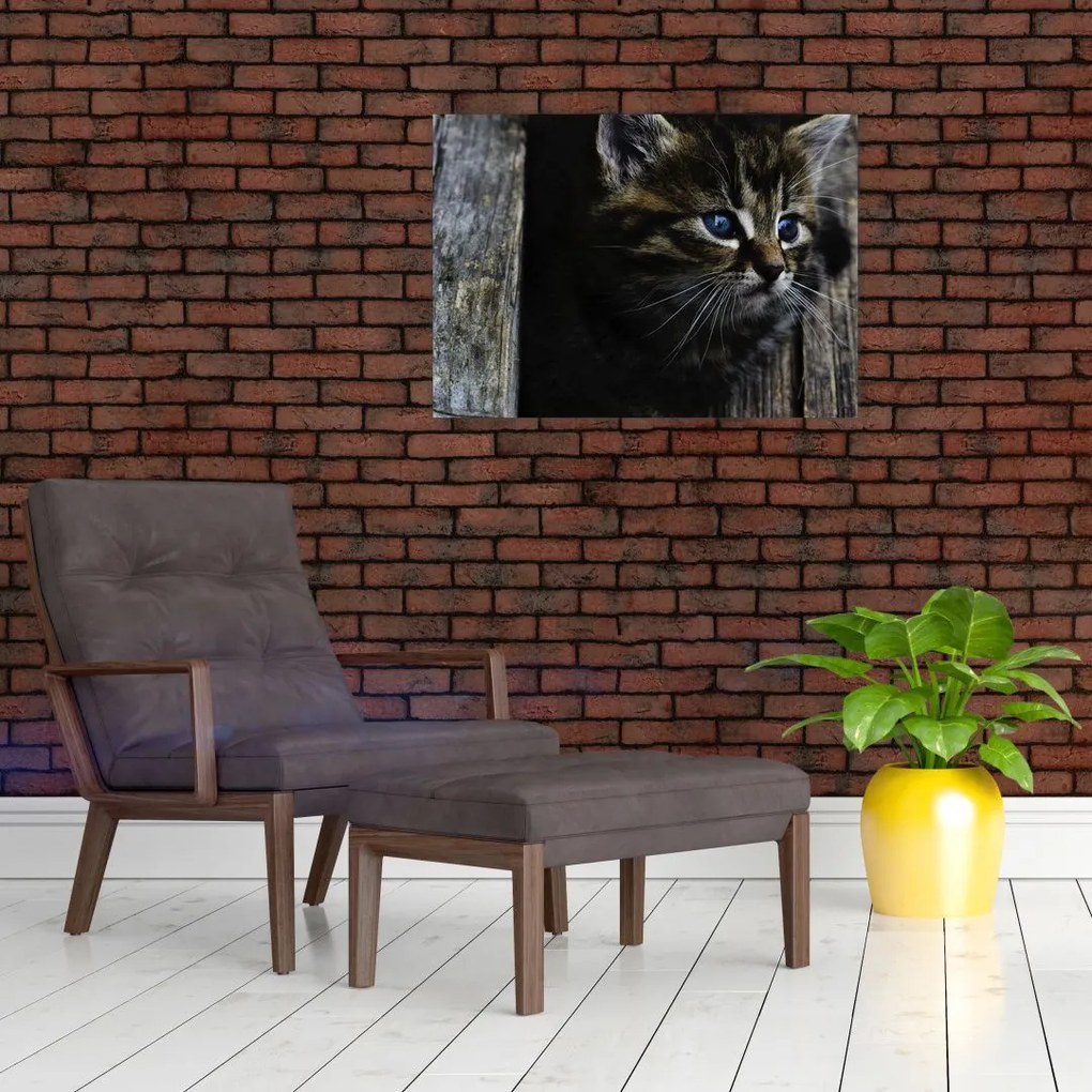 Skleněný obraz koťátka (70x50 cm)