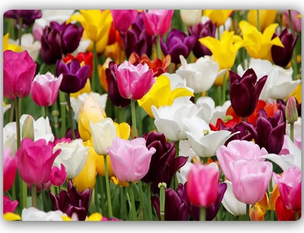 CARO Kovový obraz - Tulips 4 60x40 cm