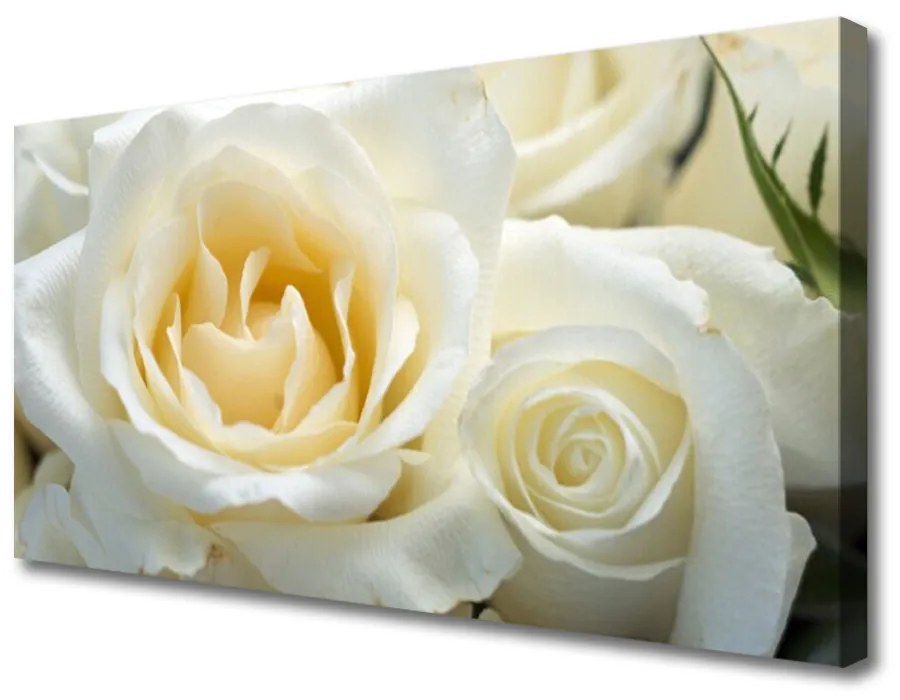 Obraz na plátně Růže Květiny 100x50cm