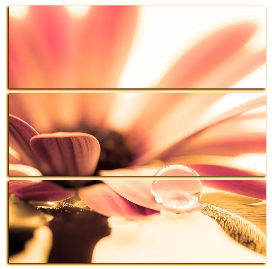 Obraz na plátně - Kapka rosy na lupenech květu - čtverec 380QC (105x105 cm)