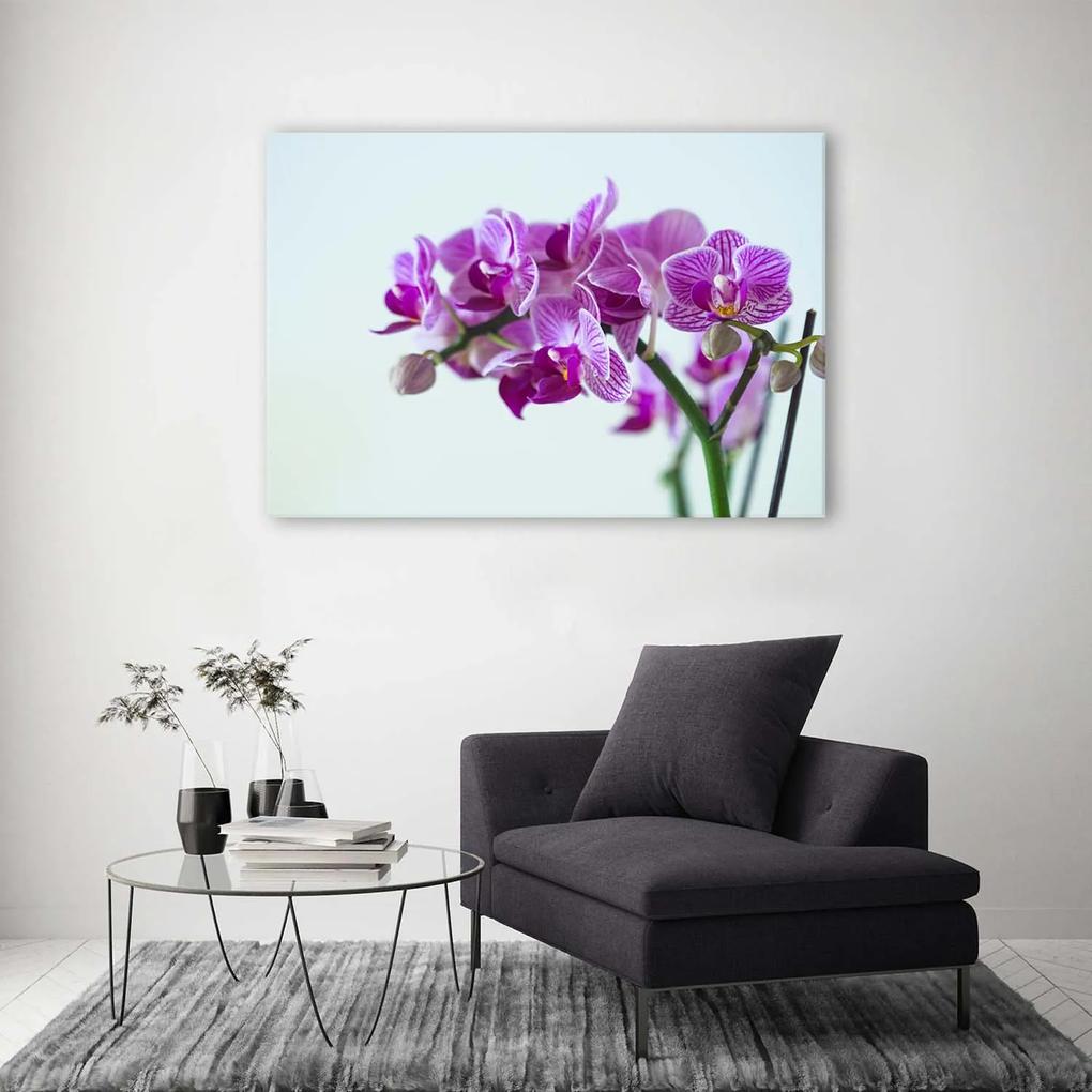 Gario Obraz na plátně Větev orchideje Rozměry: 60 x 40 cm