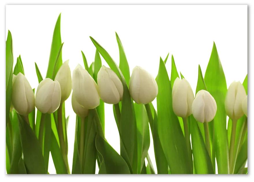 Wallmuralia Foto obraz akrylový na stěnu Bílé tulipány 100x70