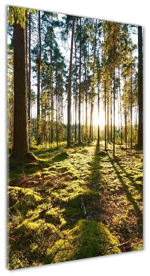 Wallmuralia Moderní akrylový fotoobraz Sosnový les 60x120 cm