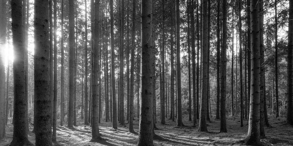 Obraz ráno v lese v černobílém provedení Varianta: 100x50