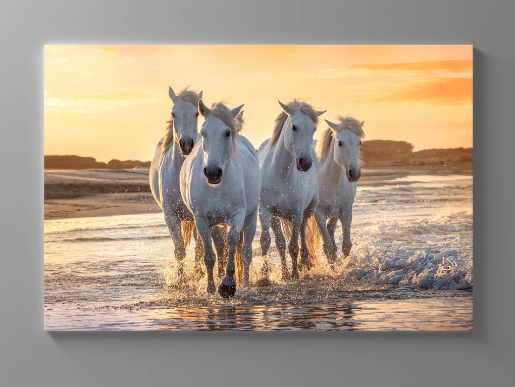 Liox Obraz běžící koně Rozměr: 100 x 65 cm