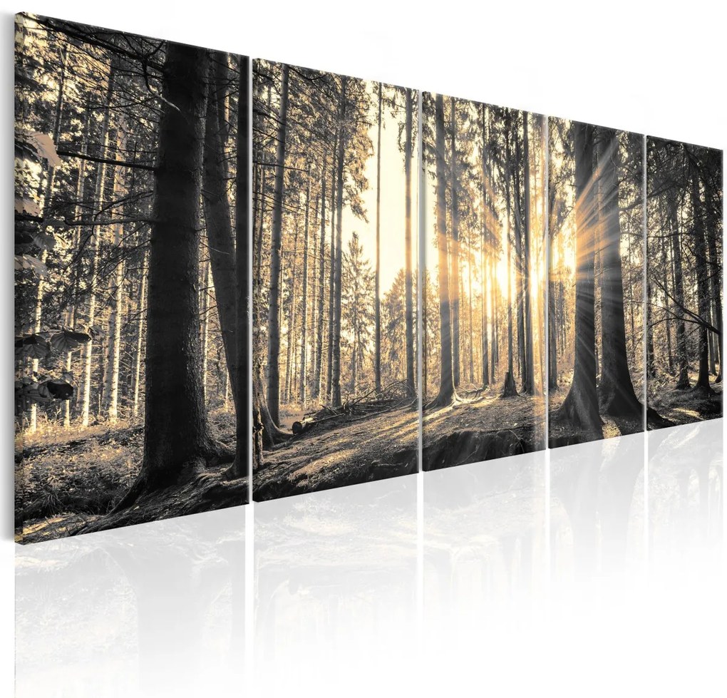 Obraz lesní záře sépie Velikost (šířka x výška): 150x60 cm