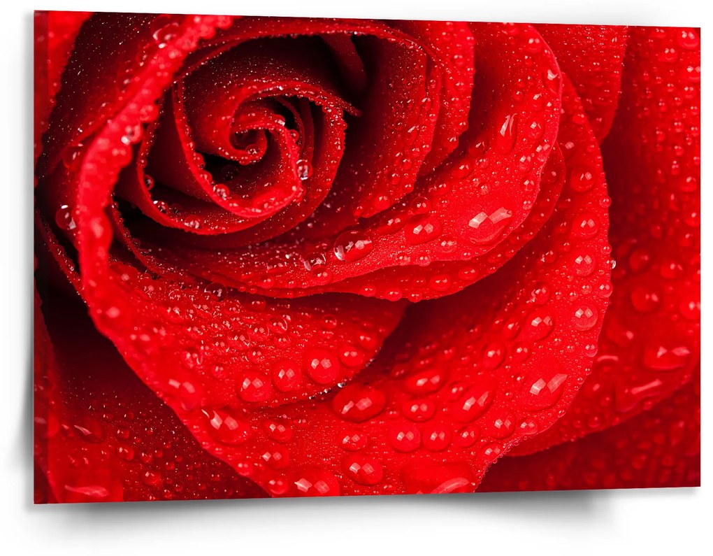 Obraz SABLIO - Květ růže 150x110 cm