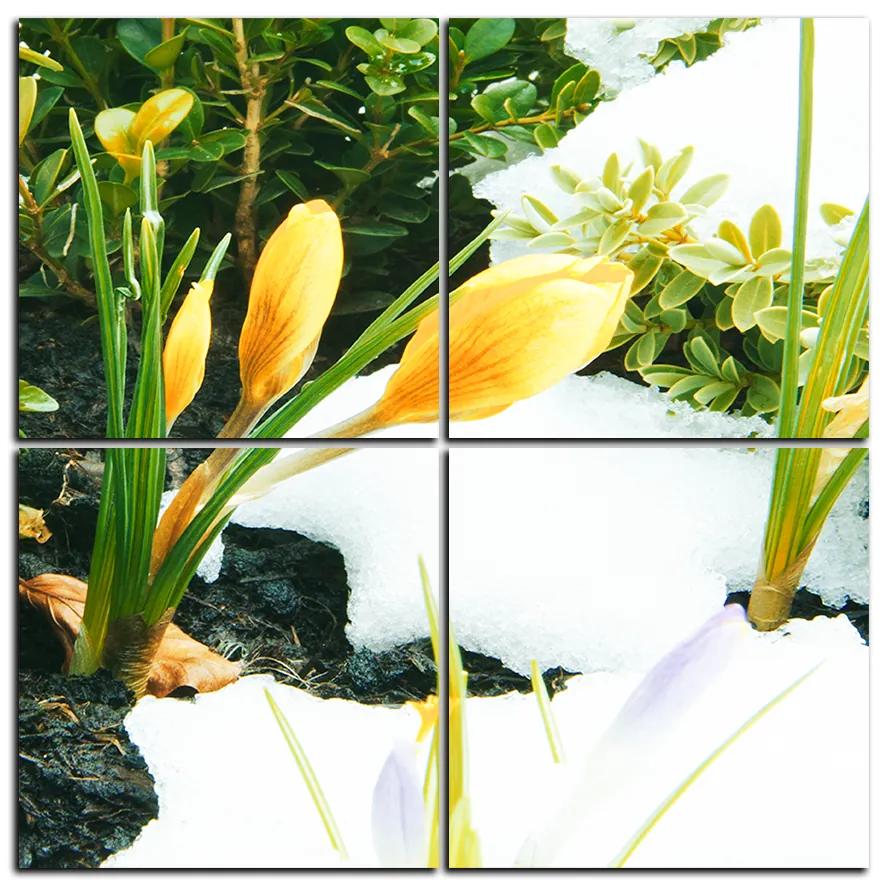 Obraz na plátně - Časné jarní květiny - čtverec 3242E (100x100 cm)